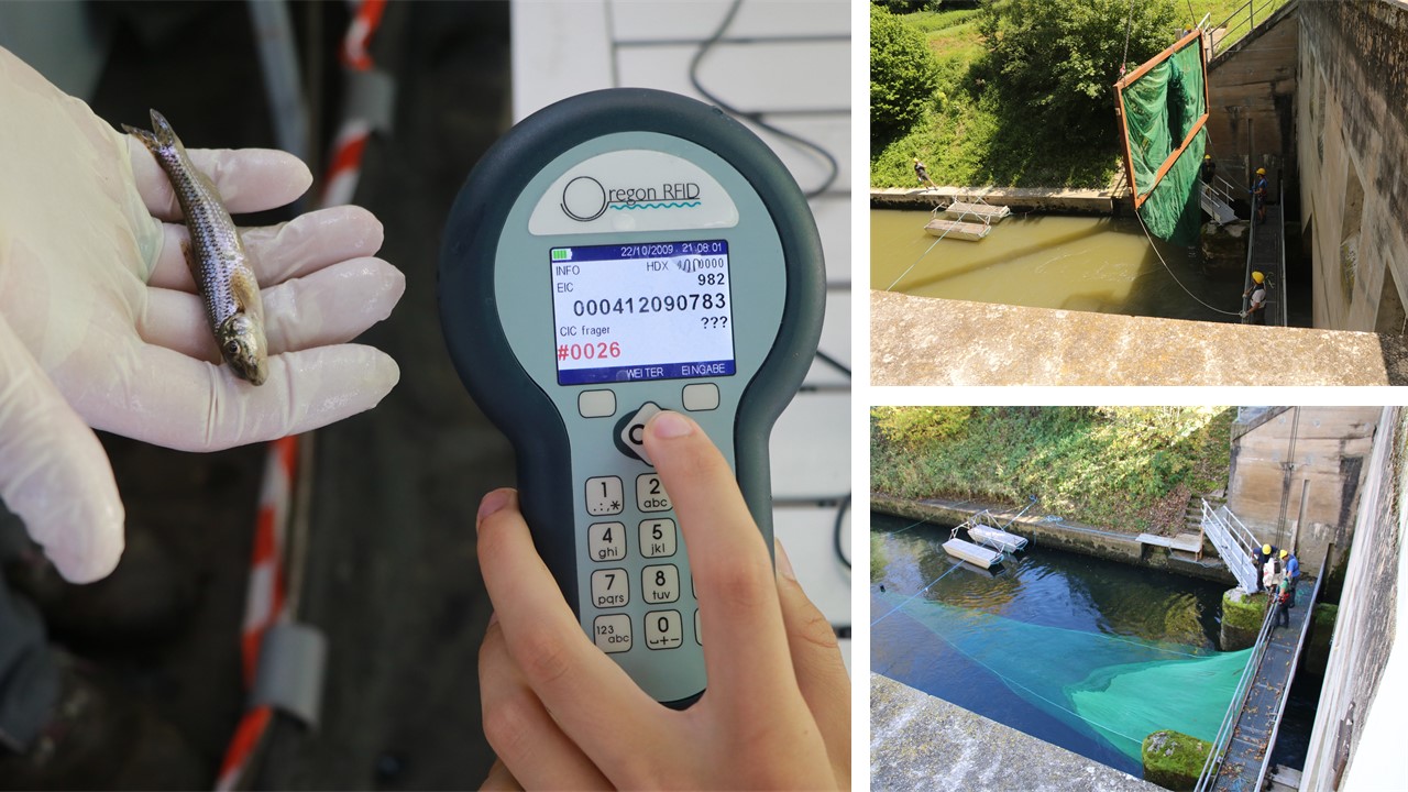 Fish protection and downstream fish passage measurements – IGF Jena English