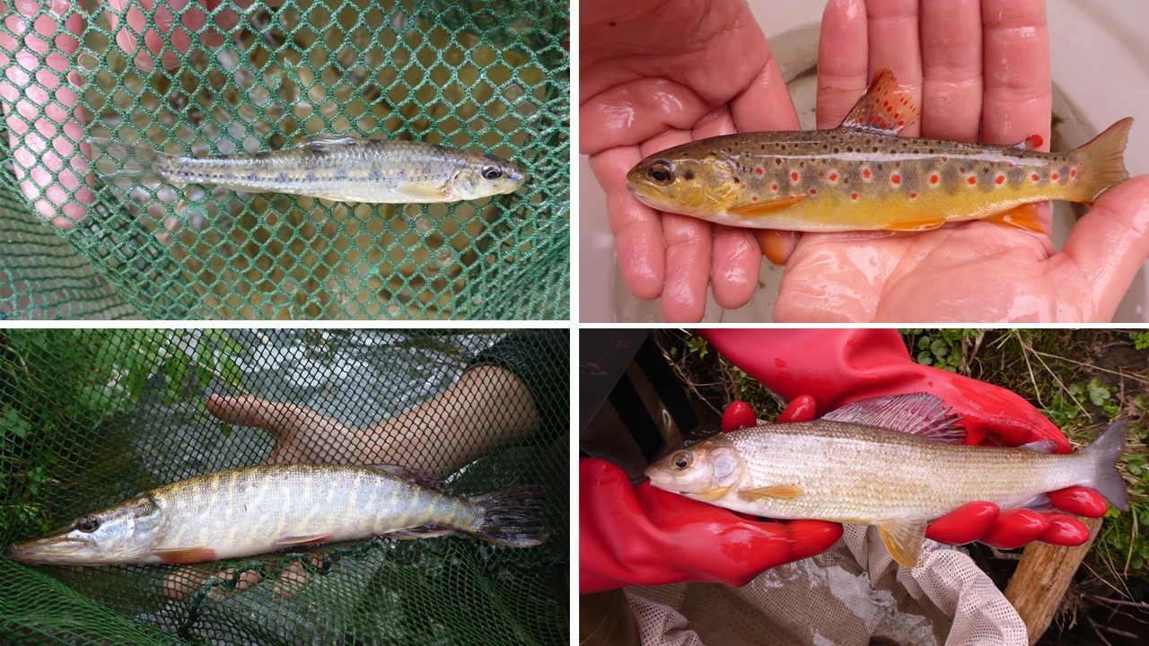 Monitoring, aquatic ecology investigations & data analysis – IGF Jena ...